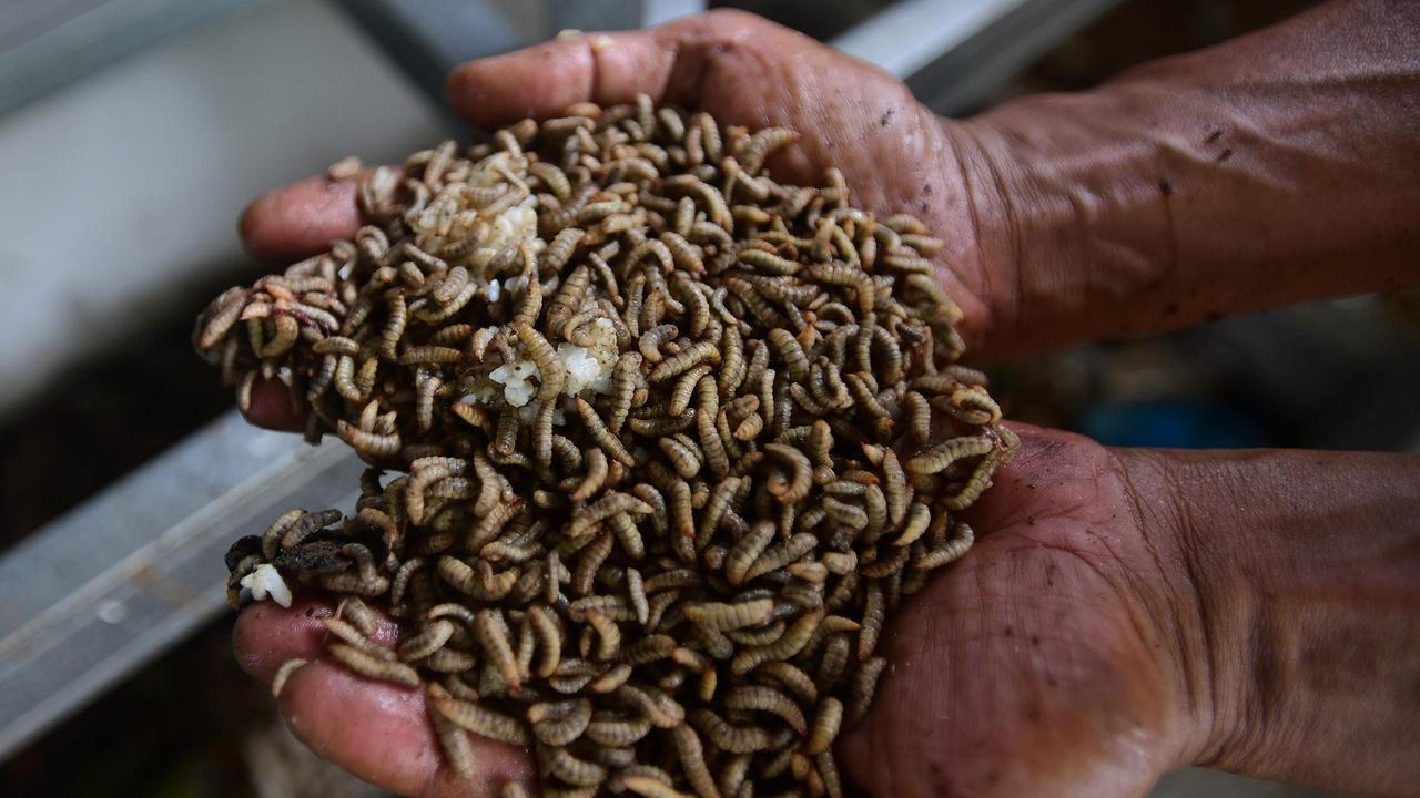 Cara Budidaya Maggot dengan Limbah Sayuran yang Efektif dan Efisien