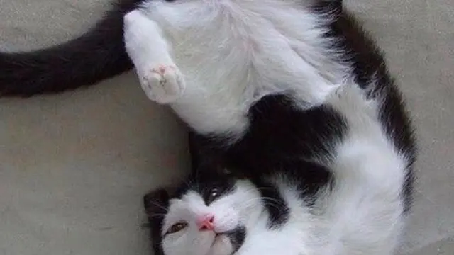 7 Foto-Foto Kucing Super Kocak, Banyak Gaya tapi Bikin Gemas - Citizen6 ...