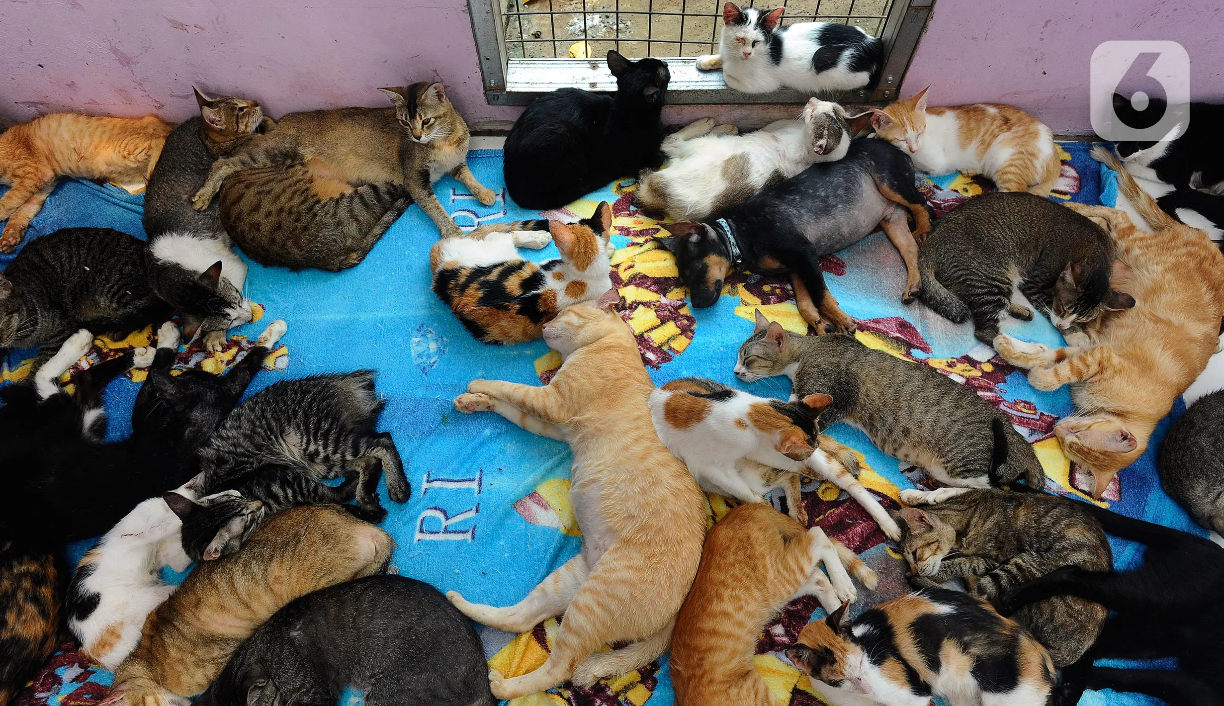 Mengunjungi Rumah Singgah Ribuan Kucing Terlantar di Parung - Foto ...