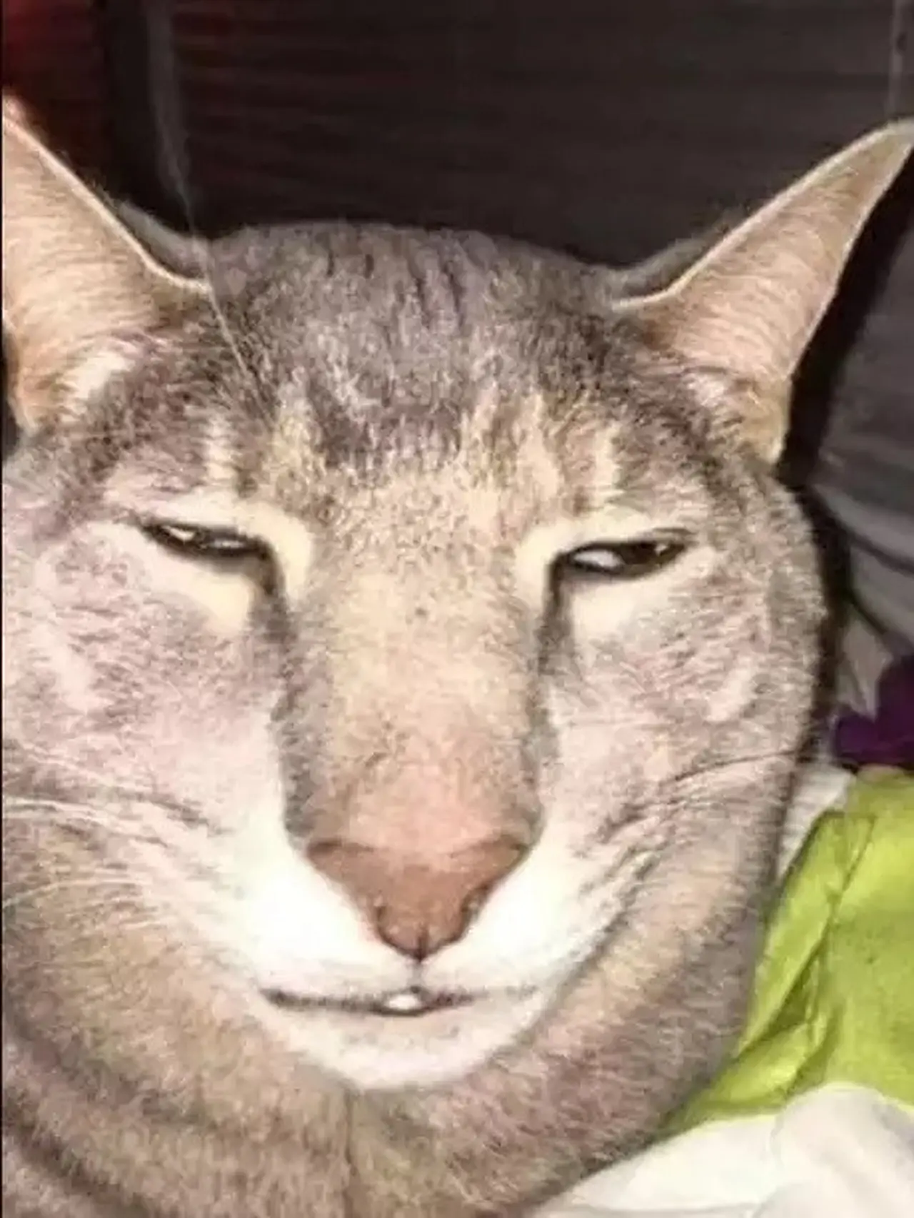 6 Ekspresi Kucing Selfie Ini Bikin Gemas Maksimal, Lucu Banget - Hot ...