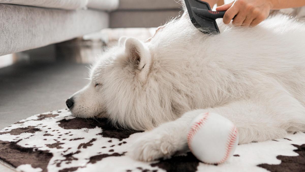 10 Dog Breeds That Shed the Most