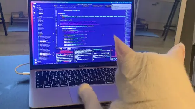 6 Aksi Kucing Bak Teknisi IT Ini Lucu Banget, Serius Depan Komputer ...