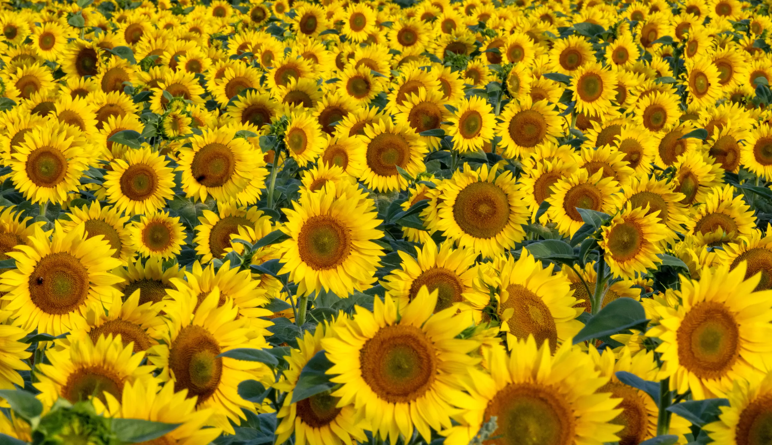 Terpesona Cantiknya Bunga Matahari Bermekaran di Jerman - Foto Liputan6.com