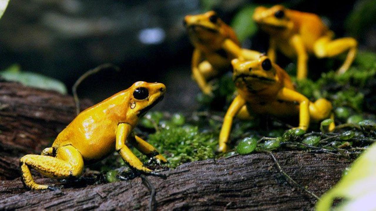 9 Ciri-Ciri Amphibia yang Wajib Diketahui, Beserta Pengertian dan ...