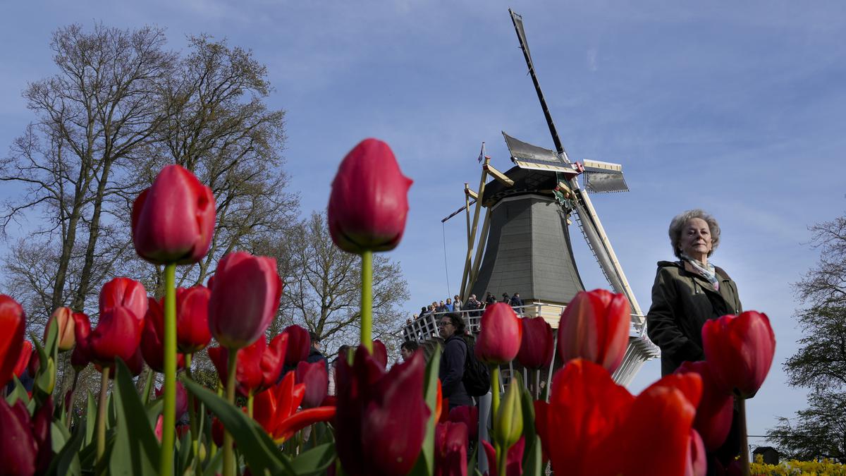 FOTO: Melihat Keindahan Aneka Bunga di Taman Keukenhof Belanda - Foto ...