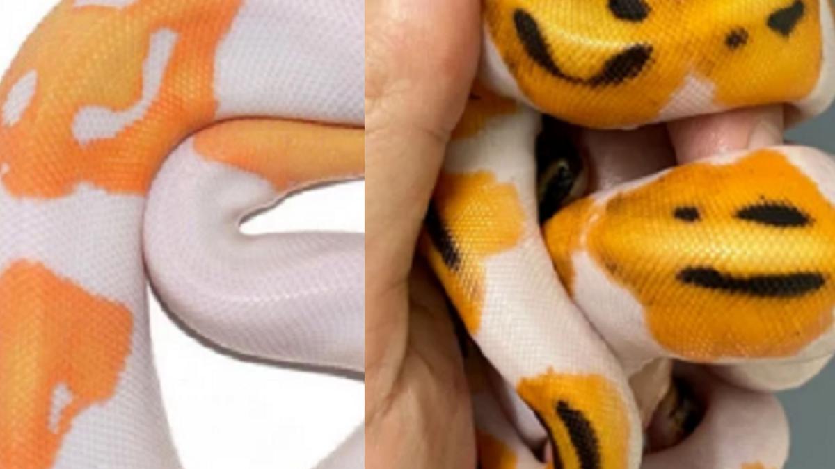 Telahir dengan Corak Emoji Senyum, Ular Unik Ini Dijual Rp 86 Juta ...