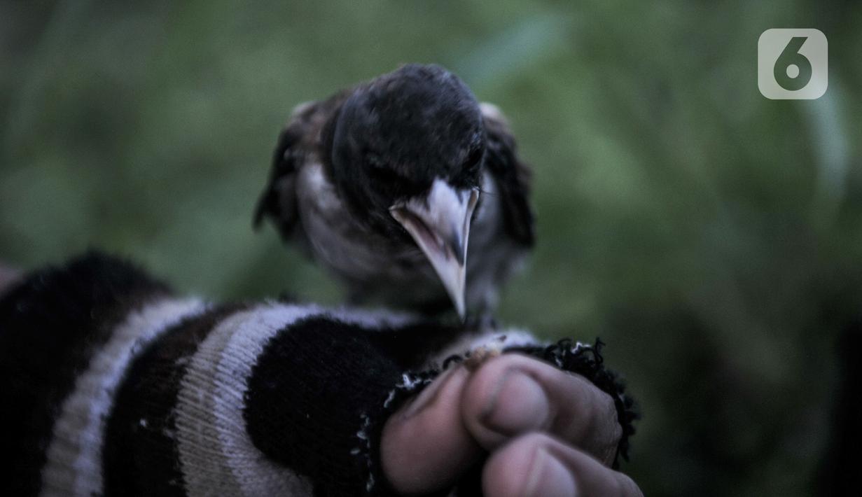 FOTO: Melatih Burung Terbang Bebas di Langit Jakarta
