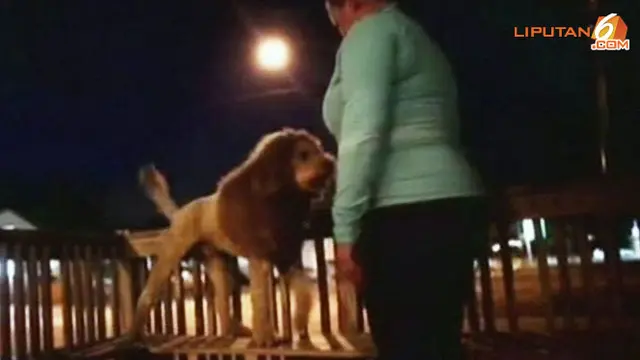 VIDEO: Anjing Bernama Charles the Monarch Disulap Mirip Singa - News ...