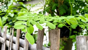 Arti Istilah Bahasa Sunda "Kanjut", Begini Pengertian, Penggunaan, dan ...