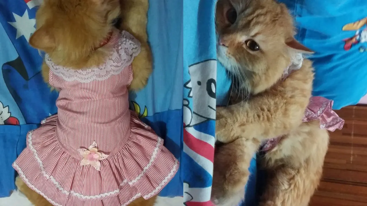 6 Potret Lucu Kucing saat Pakai Baju Ini Bikin Cengar-cengir - Hot ...