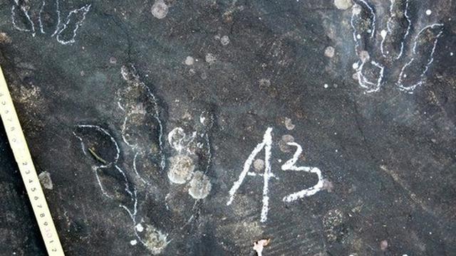 Fosil Jejak Kaki Dinosaurus Ditemukan di China - Global Liputan6.com