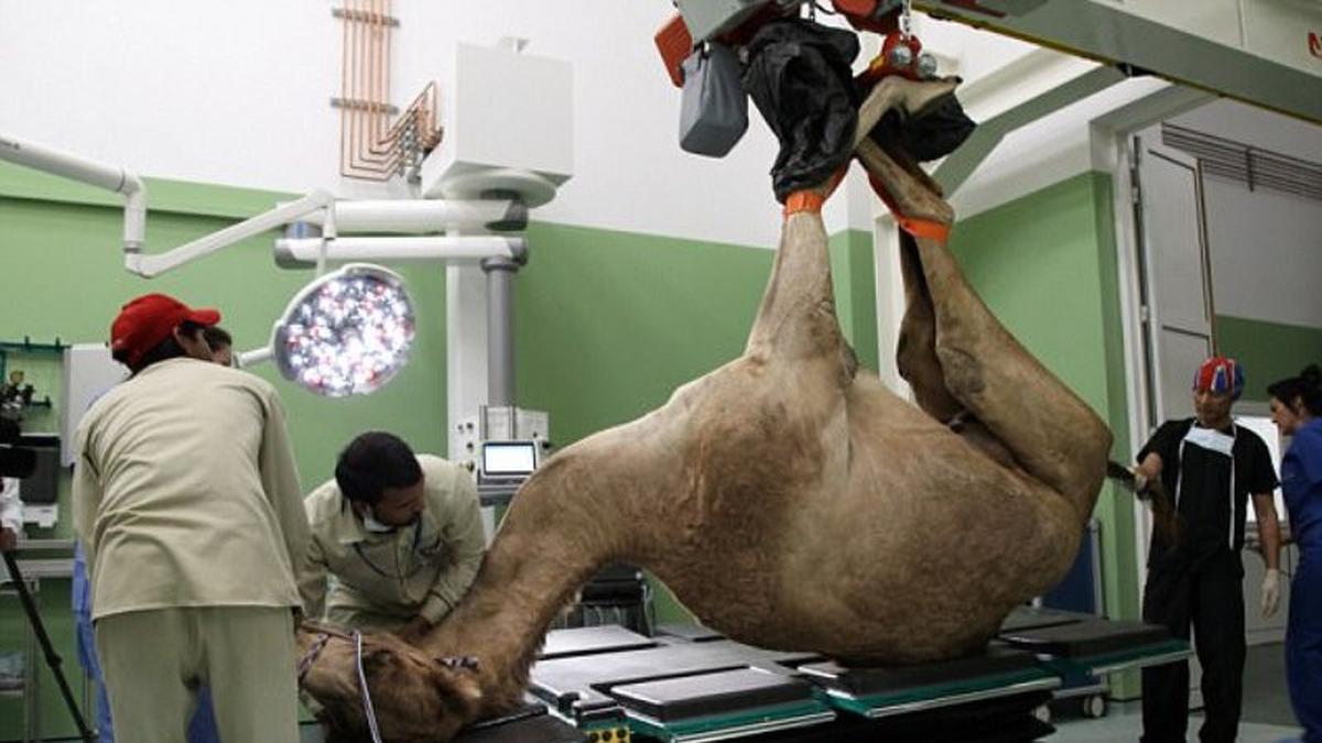 Dubai Dirikan Rumah Sakit Unta Pertama di Dunia, seperti Apa ...