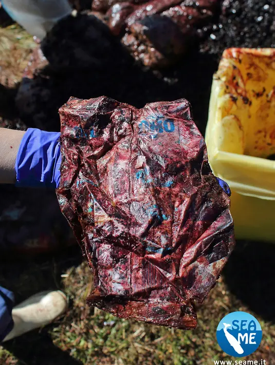 FOTO: Paus Hamil Mati di Italia, Perutnya Berisikan 22 Kg Sampah ...