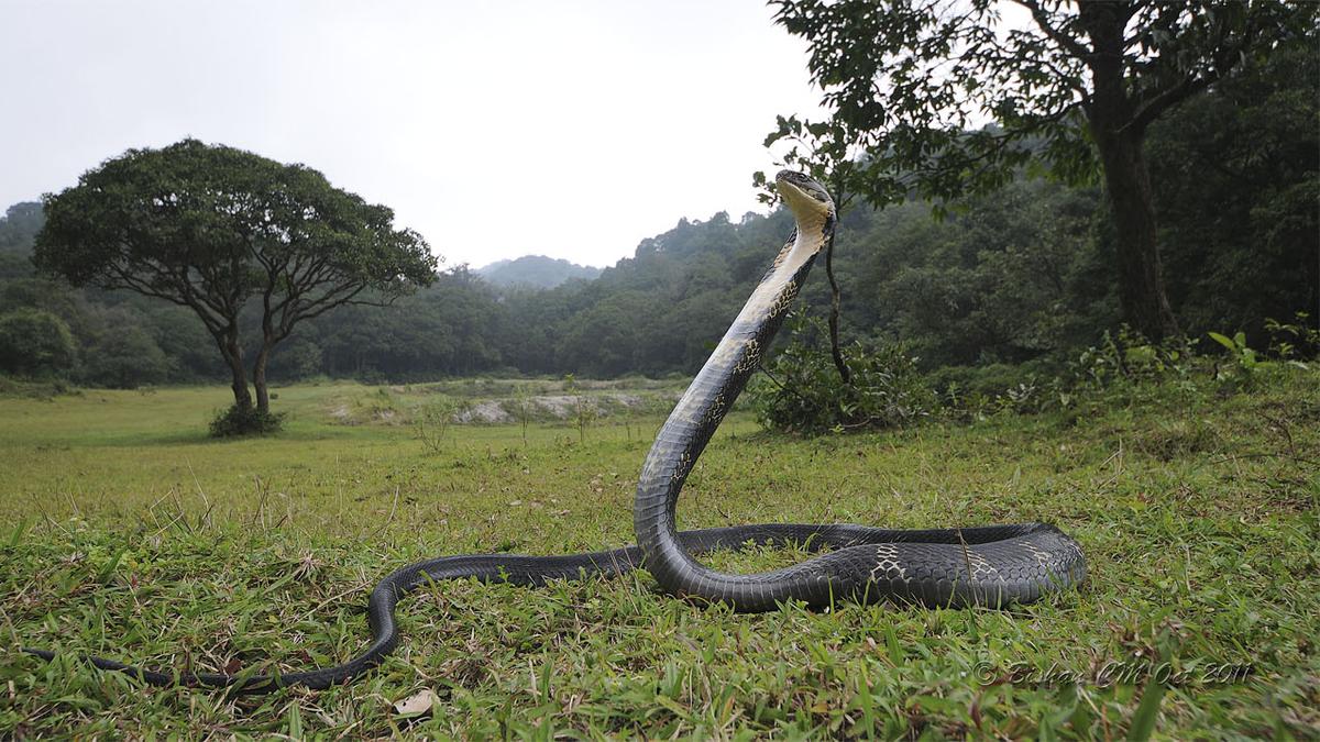 Ngeri, Racun 10 Hewan Ini Lebih Mematikan dari Sianida! - Lifestyle ...