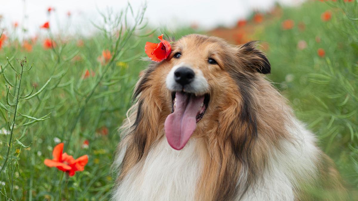 10 Cute Long-Haired Dog Breeds That You'll Want to Cuddle
