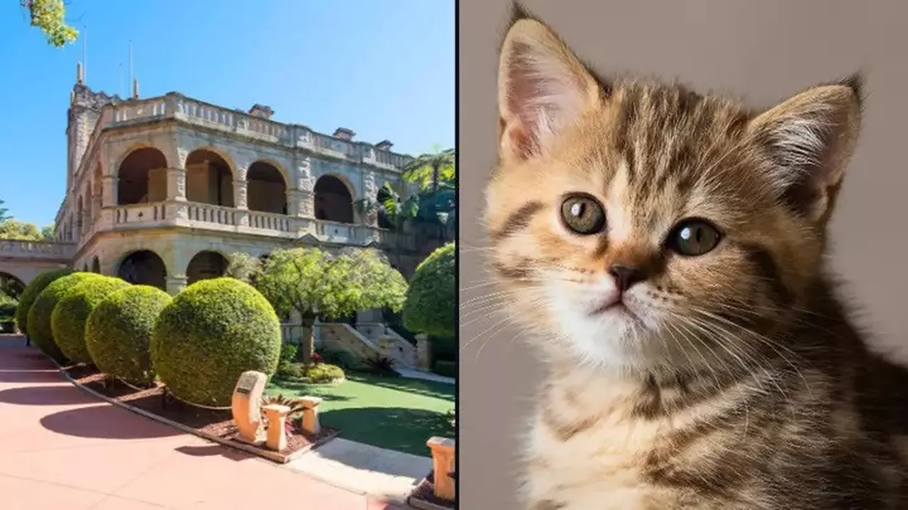 Viral Lowongan Momong Kucing, Pekerja Bisa Tinggal di Rumah Bak Istana ...