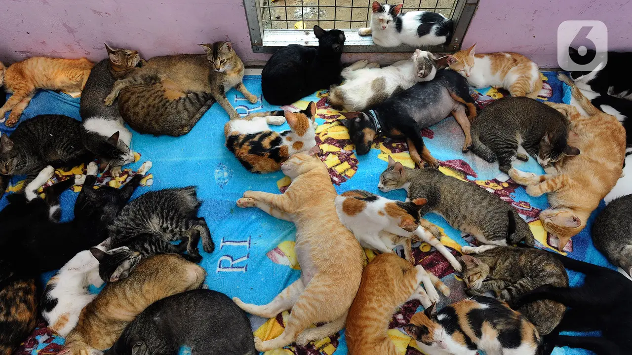Curhat Pendiri Shelter Kucing Rumah Singgah Clow yang Dibakar Karyawan ...