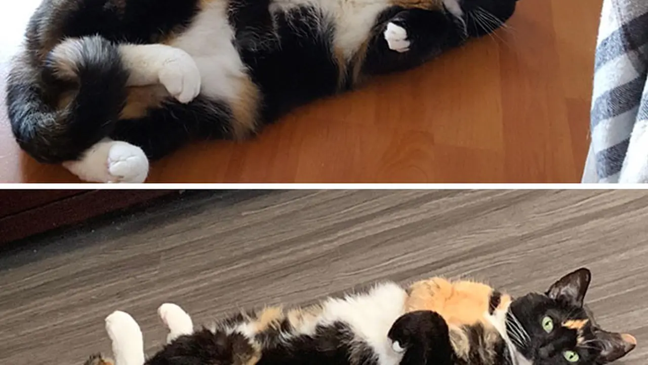 8 Potret Keren Transformasi Kucing Obesitas jadi Kurus - Citizen6 ...