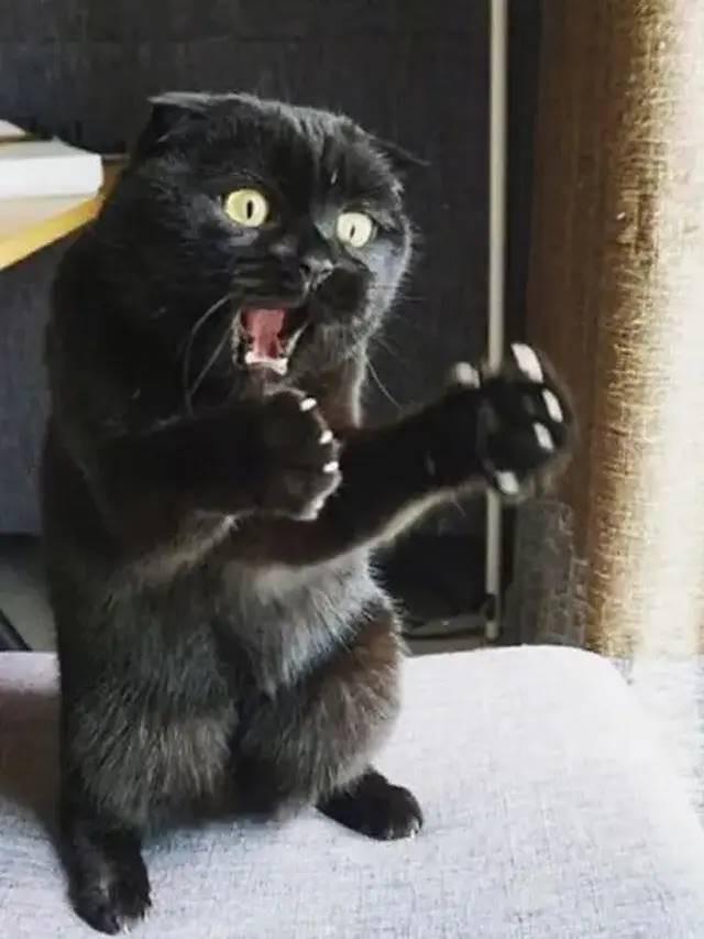 10 Potret Ekspresi Lucu Kucing saat Kaget Ini Bikin Gemas