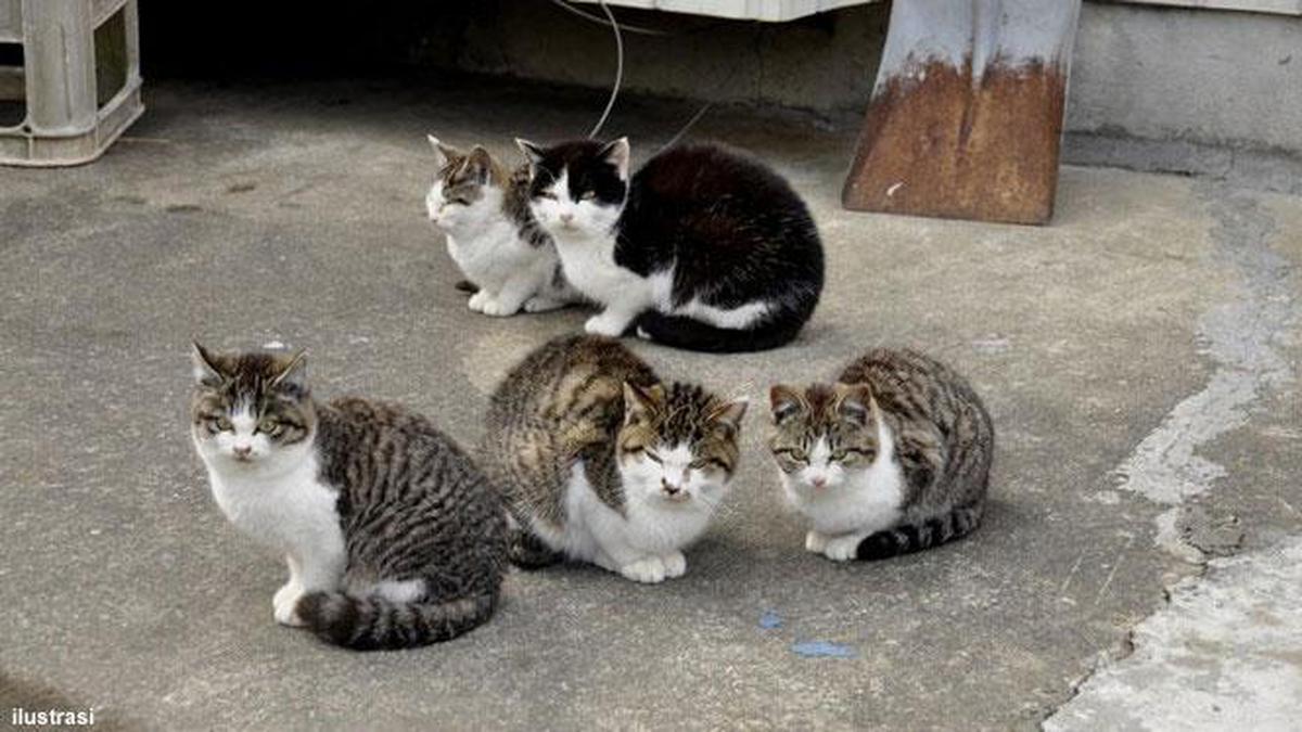 Sambut Ultah Jogja, Kucing Jowo Sehat dan Manis Ikutan Lomba ...