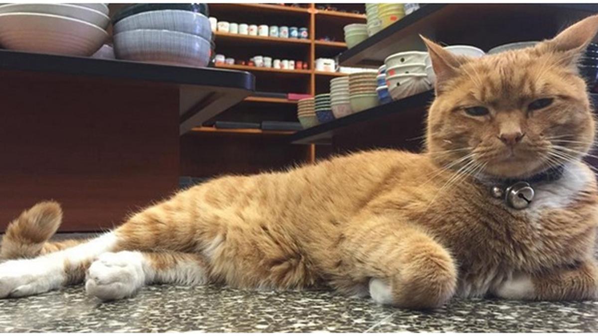 Bobo: Kucing Ini Sudah 9 Tahun Jadi Penjaga Toko