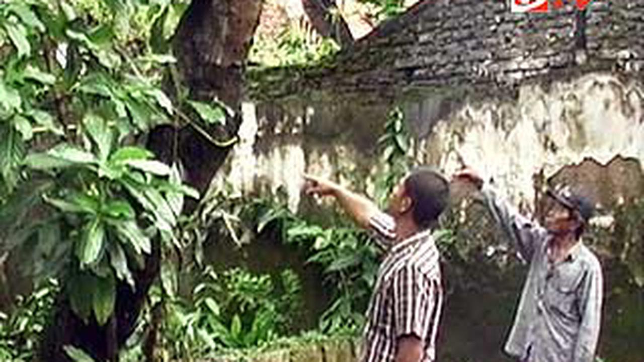 Ulat Bulu Serang Permukiman di Sidoarjo