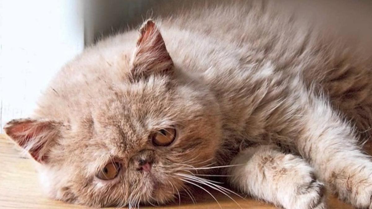 Diabaikan Pemiliknya, Bulu Kucing Ini Gimbal Tak Karuan - Lifestyle ...