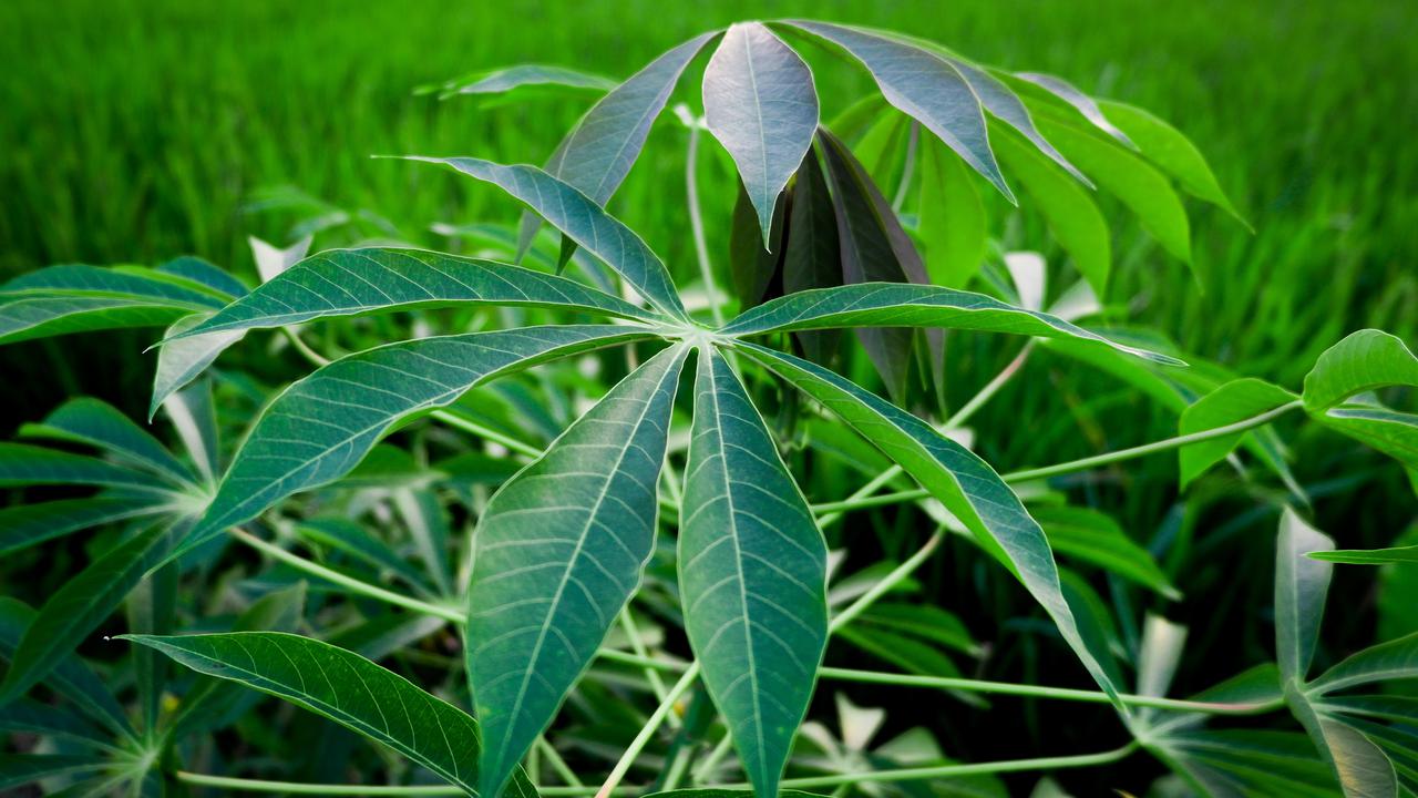 Ini Trik Memasak Daun Singkong Agar Empuk dan Tetap Hijau Ala Chef Profesional