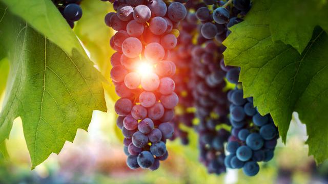 7 Manfaat Buah Anggur untuk Kesehatan, Bisa Lawan Penuaan Dini - Hot ...