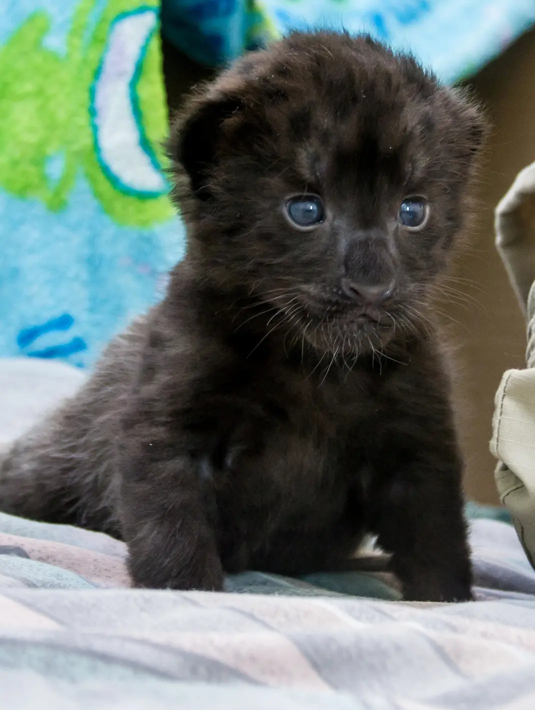 FOTO: Lucu, Dua Anak Macan Amur Langka Lahir di Amerika - Foto Liputan6.com