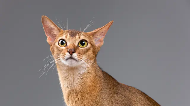 Yuk, Kenali 10 Ras Kucing dengan Telinga yang Besar - Citizen6 Liputan6.com