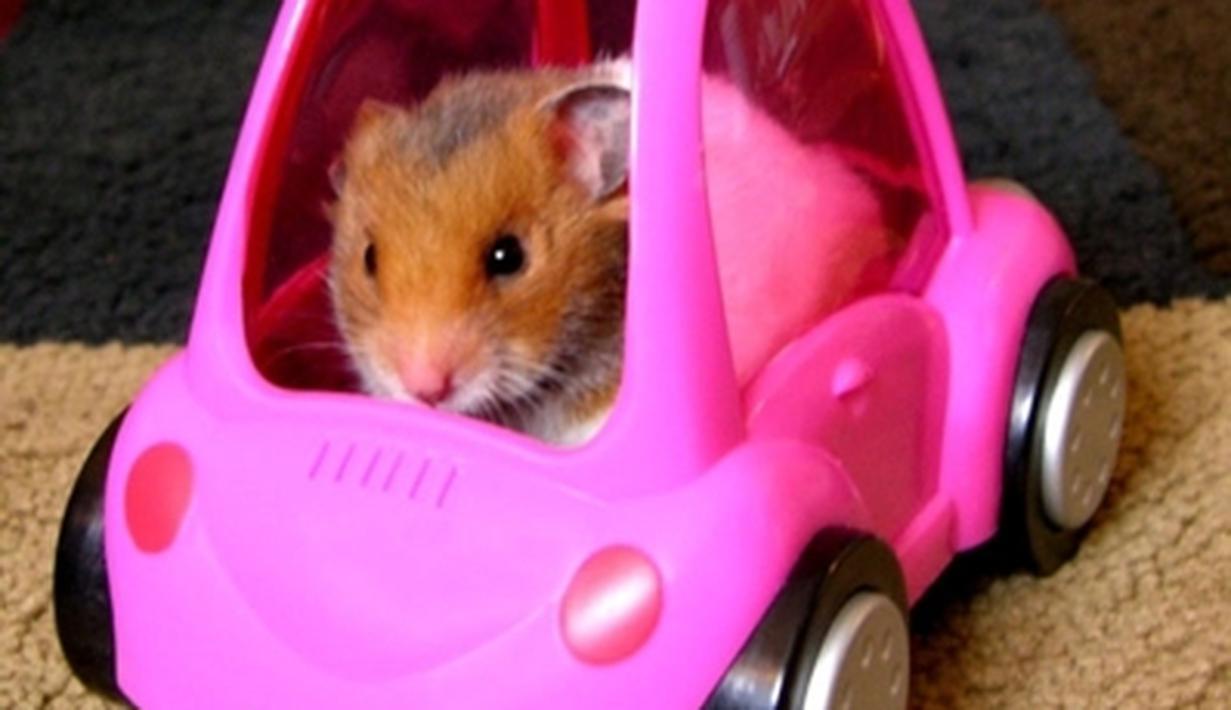 10 Foto Hamster Paling Lucu di Dunia - Photo Fimela.com