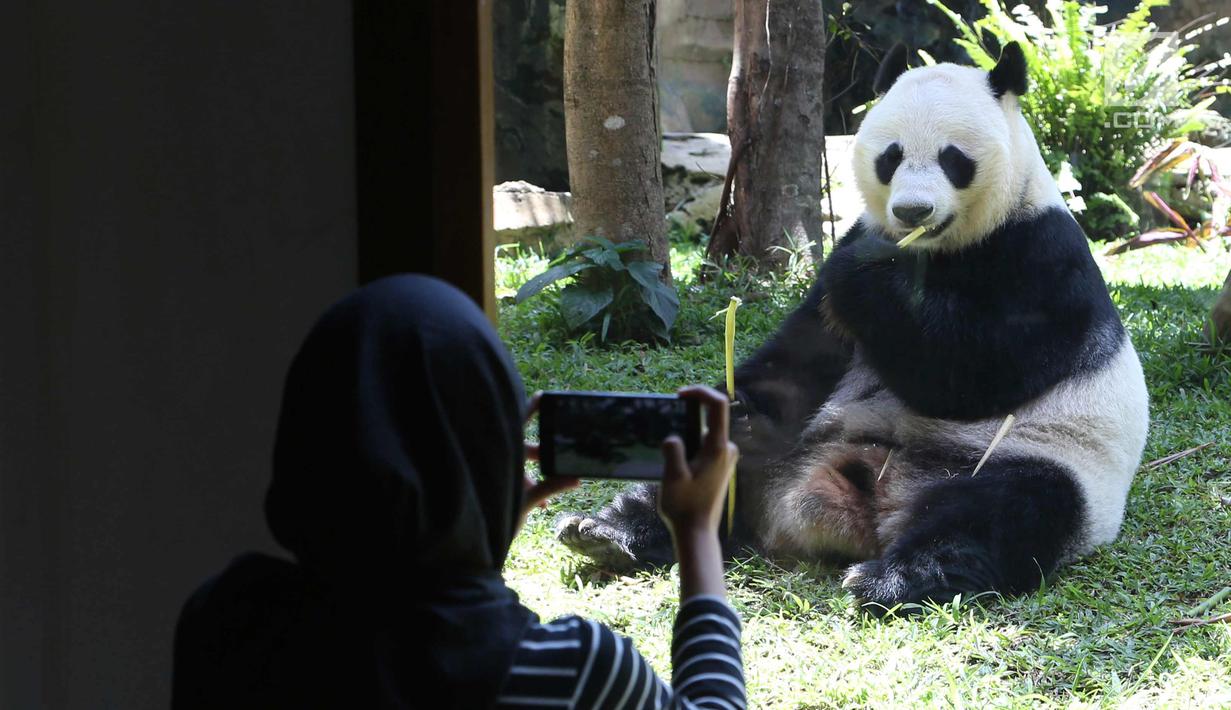PHOTO: Tingkah Menggemaskan Dua Panda China di Taman Safari Indonesia ...