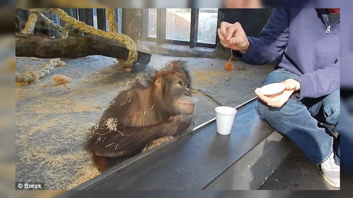 Video Lucu: Orang Utan Tertawa Histeris Lihat Pertunjukan Sulap ...