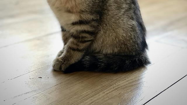7 Potret Kucing dengan Pose Lucu dan Menggemaskan