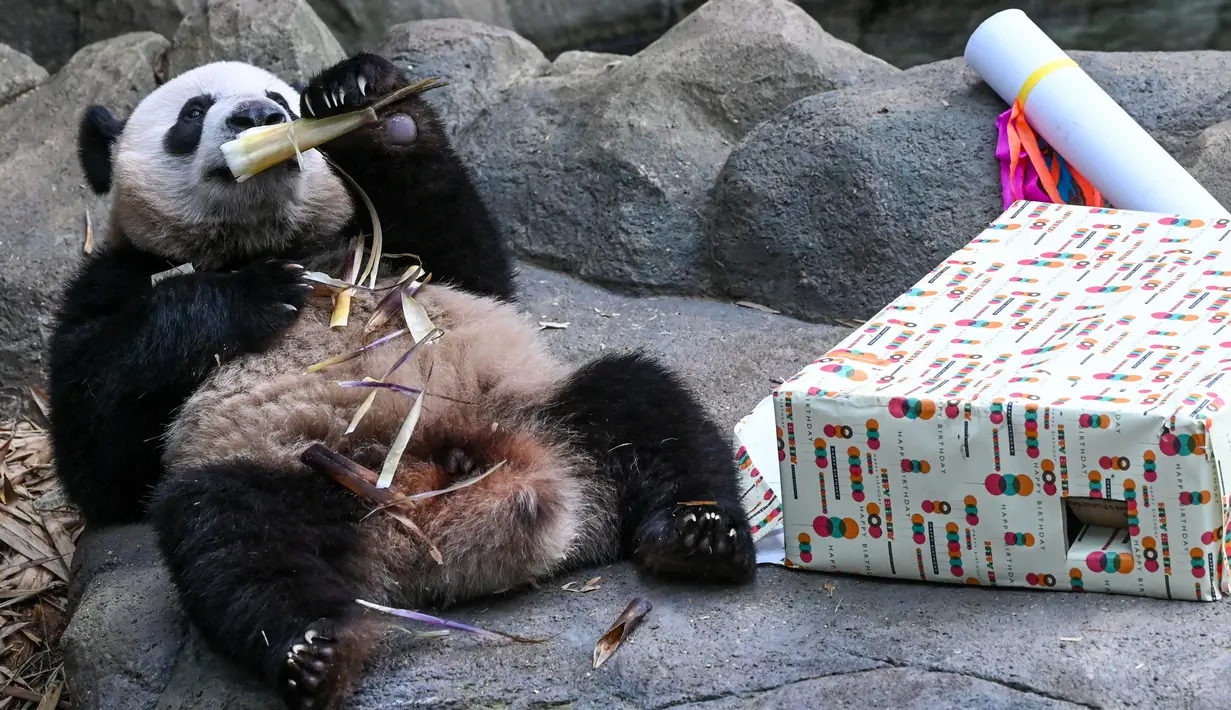 Tingkah Le Le, Panda Raksasa Kelahiran Singapura Saat Rayakan Ulang ...