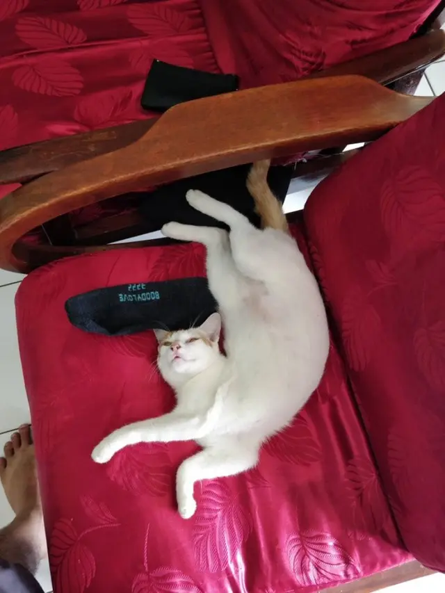 7 Potret Kucing Tidur dengan Pose Tak Wajar, Bikin Encok Lihatnya ...