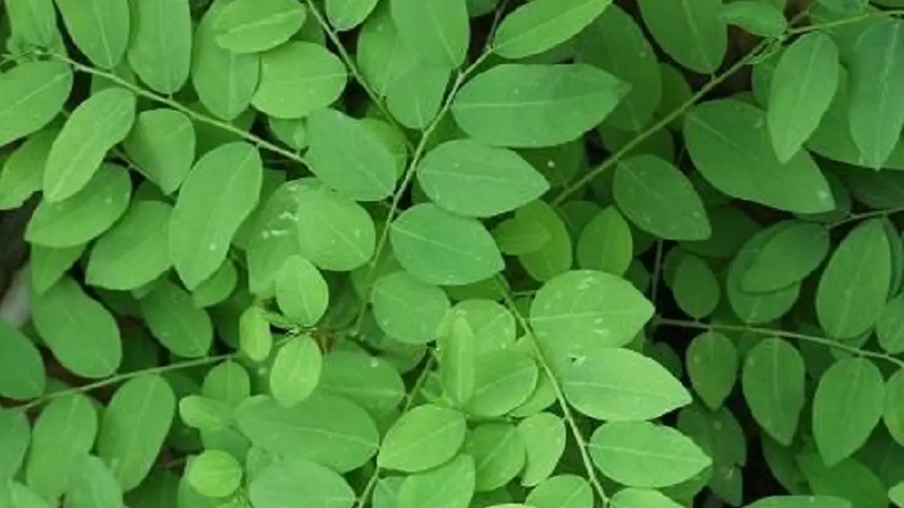 Khasiat Daun Katuk untuk ASI, Bisa Jadi Booster Ampuh - Hot Liputan6.com