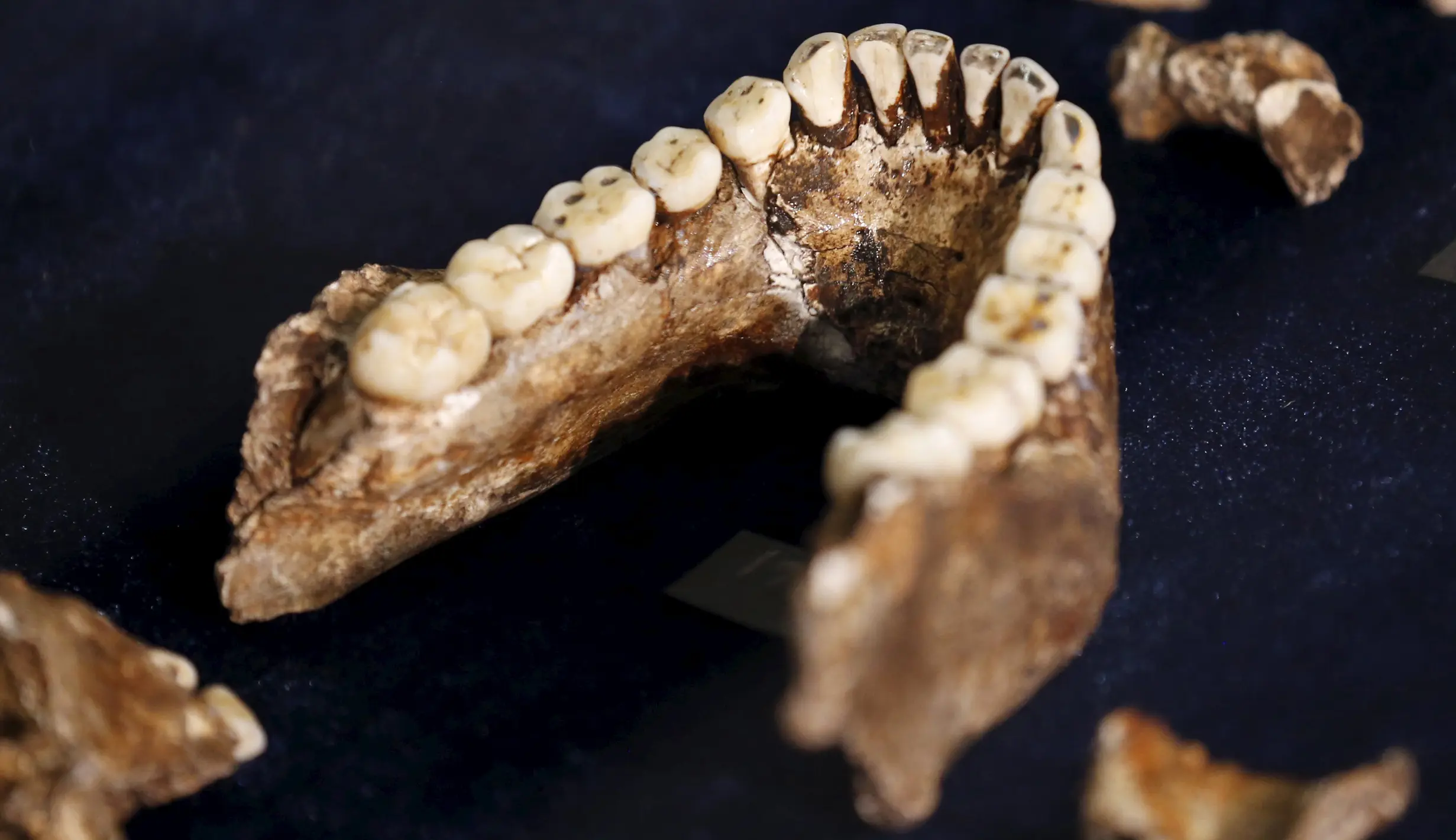 Ini Homo Naledi, Fosil Purba Mirip Manusia yang Ditemukan di Afsel ...
