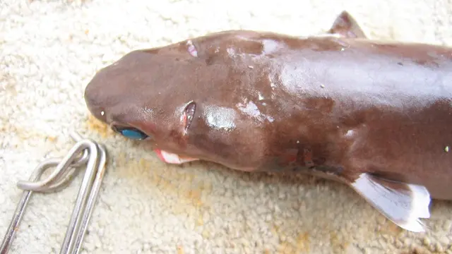 10 Spesies Hiu Laut Dalam yang Menakjubkan dan Jarang Ditemui ...