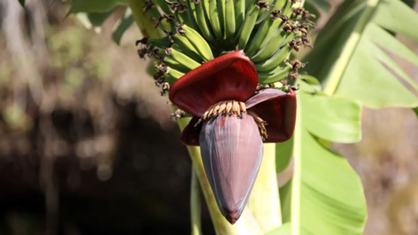 Ini Nih Kandungan Dan Manfaat Sehat Bunga Pisang