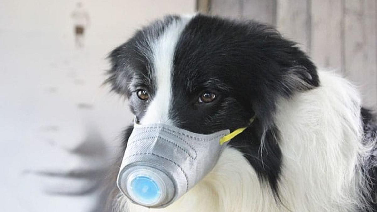 Antisipasi Wabah Virus Corona, 7 Potret Menggemaskan Anjing Pakai Masker