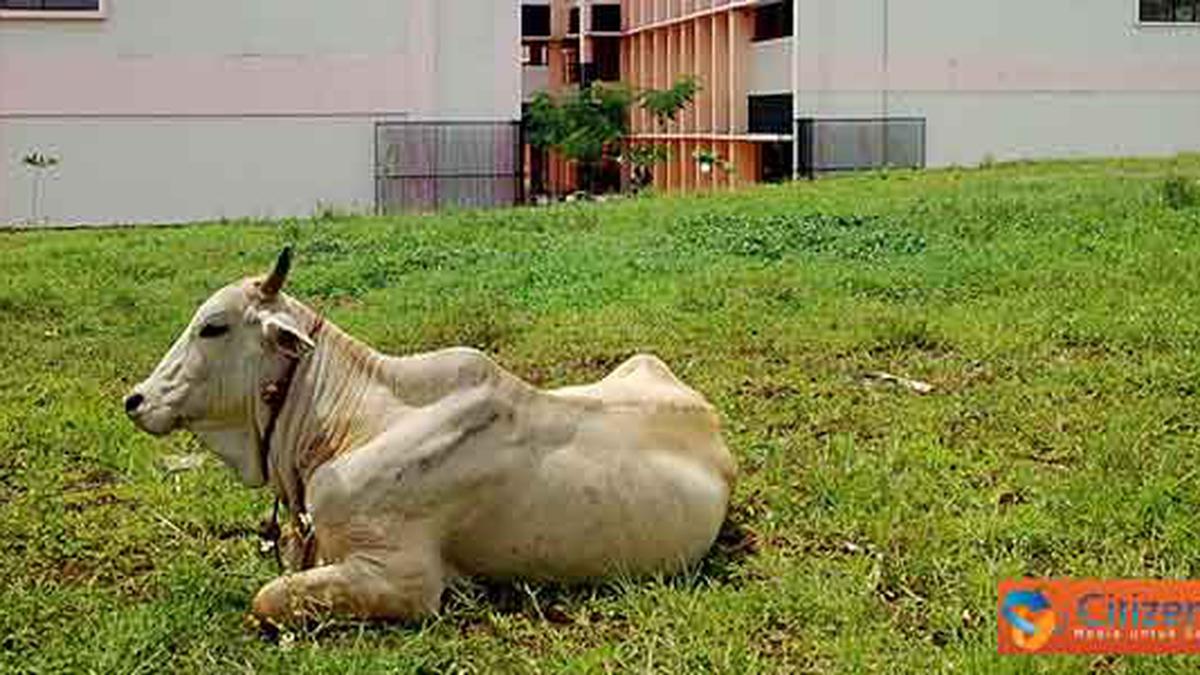 Kampus FISIP Undip Berternak Sapi? - Citizen6 Liputan6.com