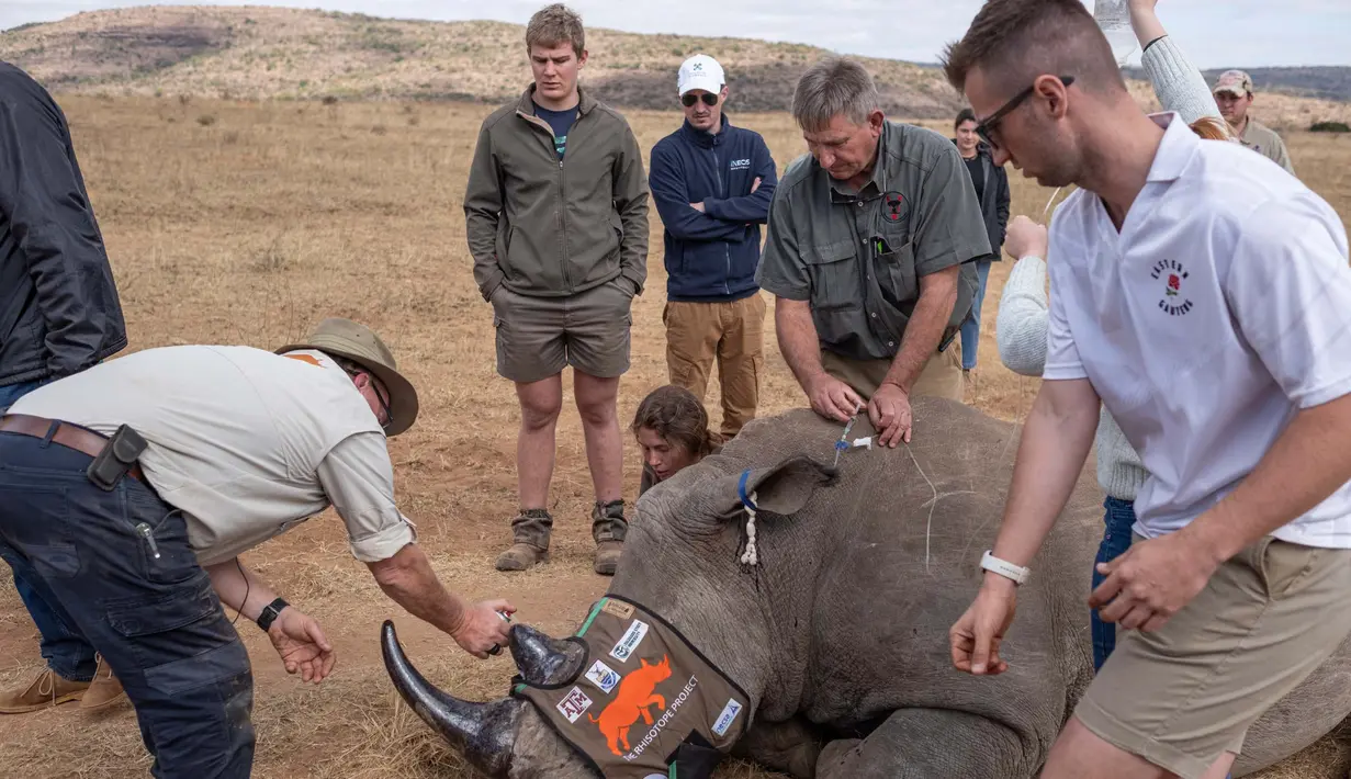 Cegah Perburuan Liar, Badak di Afrika Selatan Disuntik Radioisotop ...