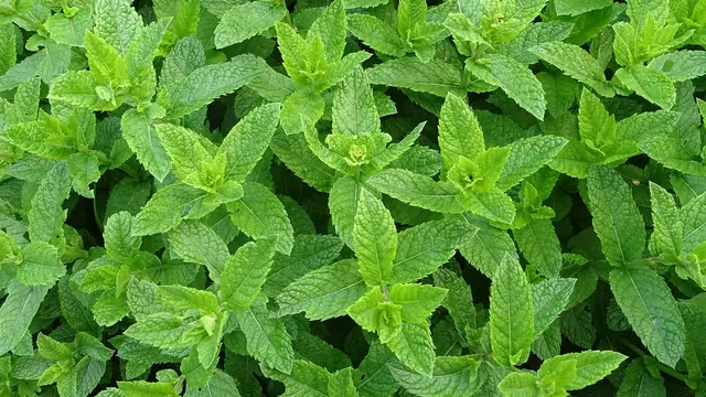7 Jenis Tanaman Mint yang Bisa Dibudidayakan, Kaya Manfaat - Hot ...
