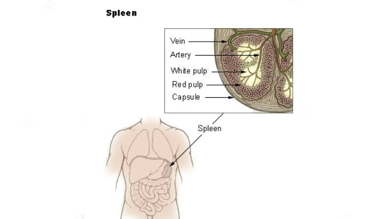 6 Fungsi Limpa dan Begini Jadinya Jika Manusia Hidup Tanpanya - Hot ...