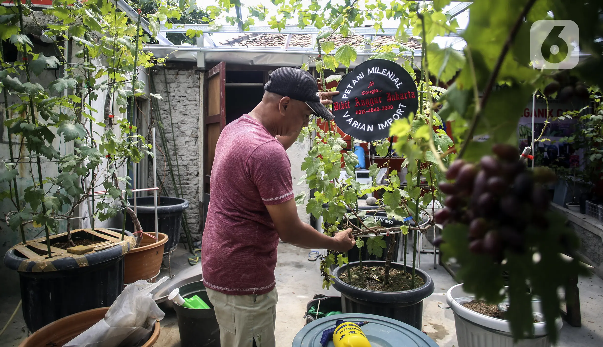 FOTO: Pengembangan Varietas Baru Anggur - Foto Liputan6.com