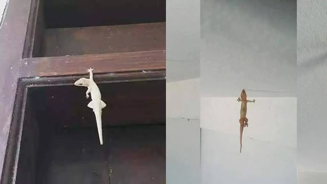 8 Penampakan Absurd Cicak di Dinding Ini Bikin Merinding - Hot Liputan6.com