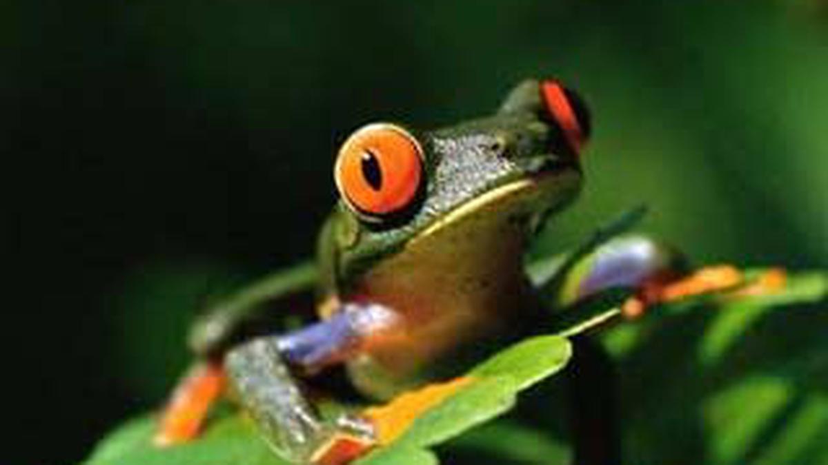 Awas, 600 Ribu Spesies Katak di Indonesia Akan Punah - News Liputan6.com