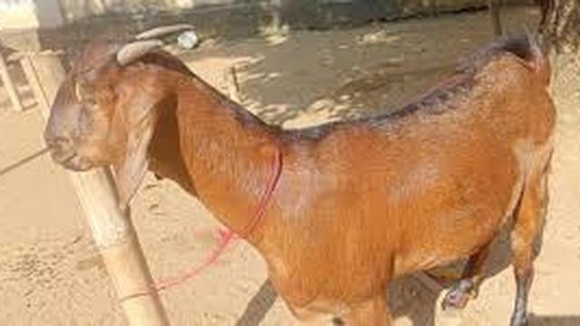 Jenis Pakan Kambing Rambon Agar Cepat Besar, Lengkap Dengan Tips ...